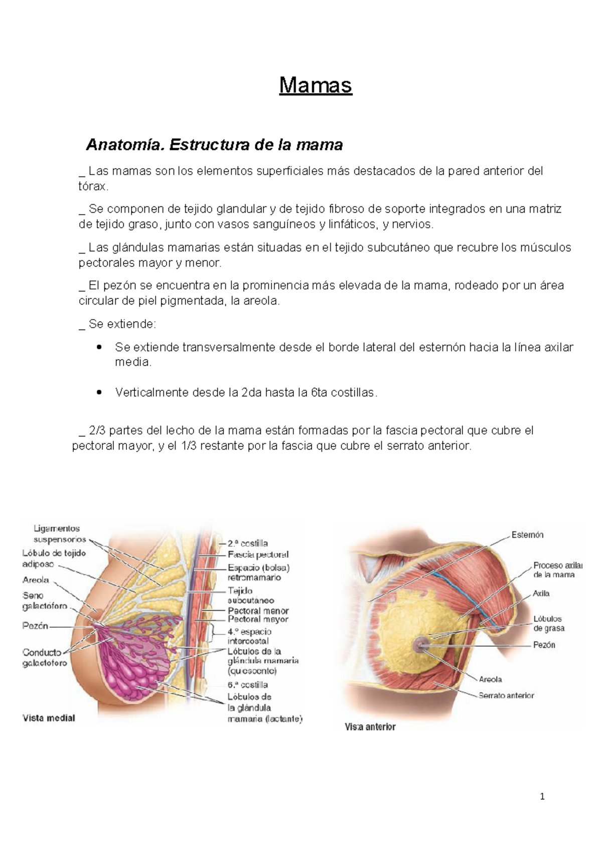 Resumen Anatomía de las Mamas - ARTI II - Tomás Navarro Dimuro - Studocu