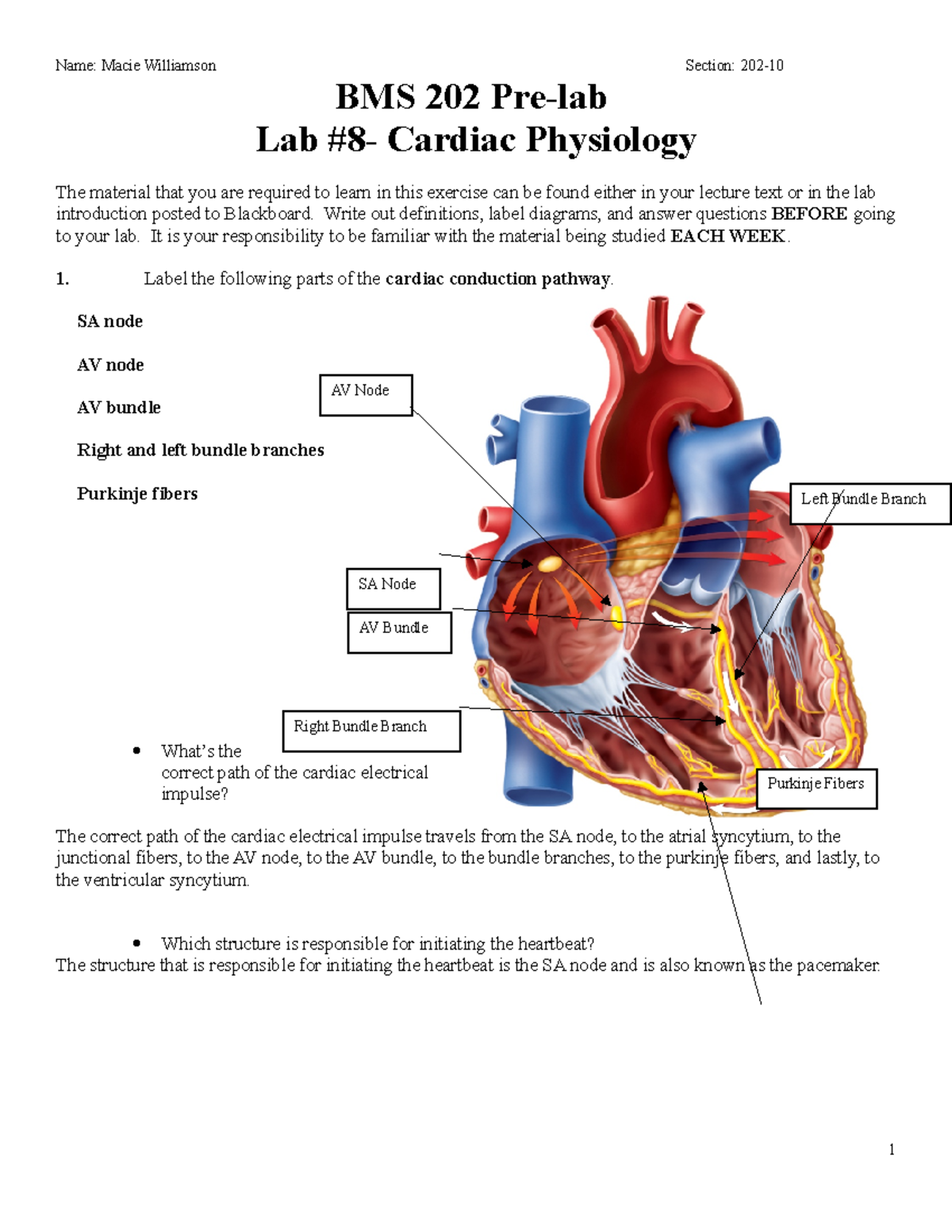 Pre-Lab for Lab #8: Cardiac Physiology - Name: Macie Williamson Section: 202- BMS 202 Pre-lab ...