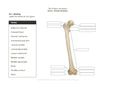 Quiz: 7 The Femur anterior - Label the blank - ap101 | Studocu