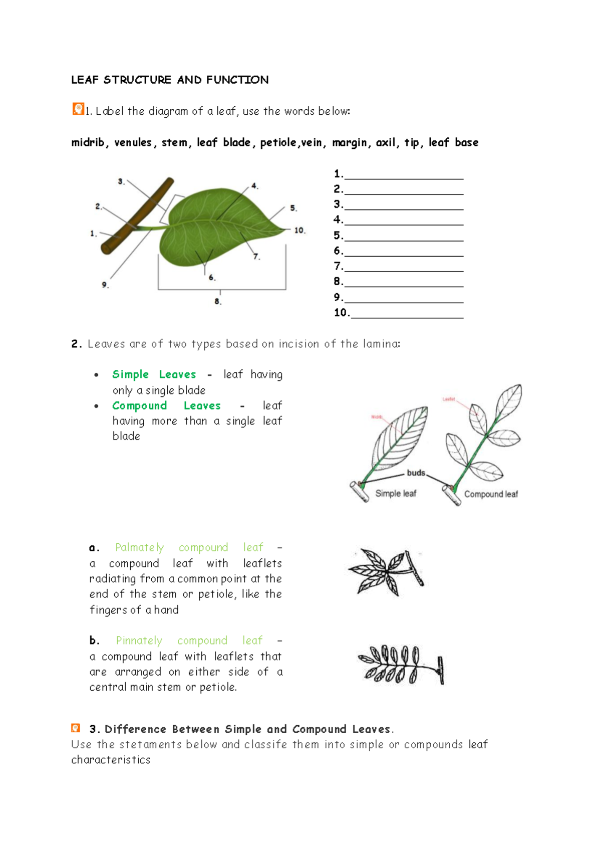 LEAF STRUCTURE AND FUNCTION M: Worksheet on Leaf Types and Adaptations ...