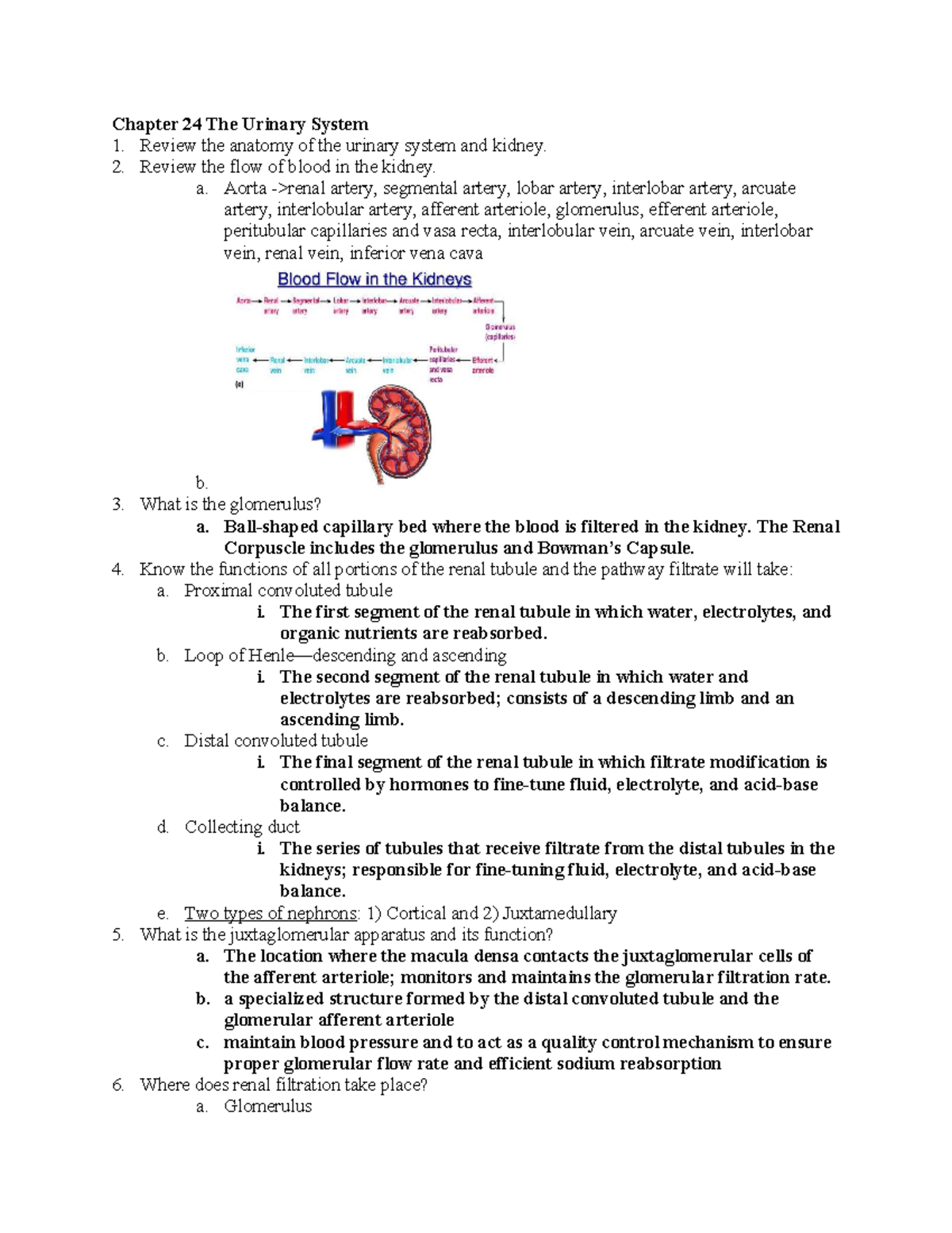 Chapter 24: The Urinary System Study Guide (Anatomy & Functions) - Studocu