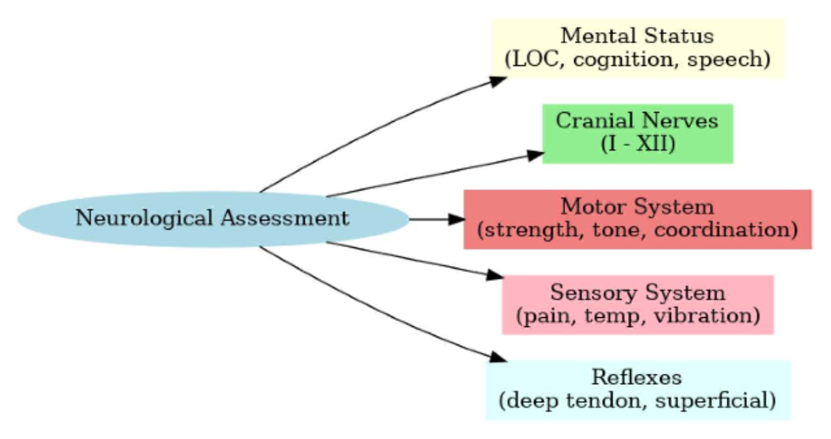 Mind Map Neurological Assessment - medic - Mental Status (LOC ...