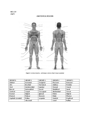 Bio 234 Lab 2 - Chapter 1 review sheet. The Language of Anatomy ...