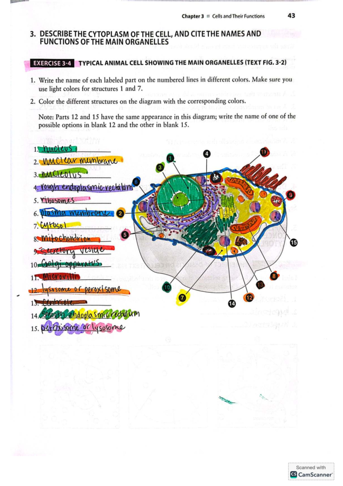 Chapter 3: Cells & Functions - Cytoplasm & Organelles Exercise (Pg4) - Studocu