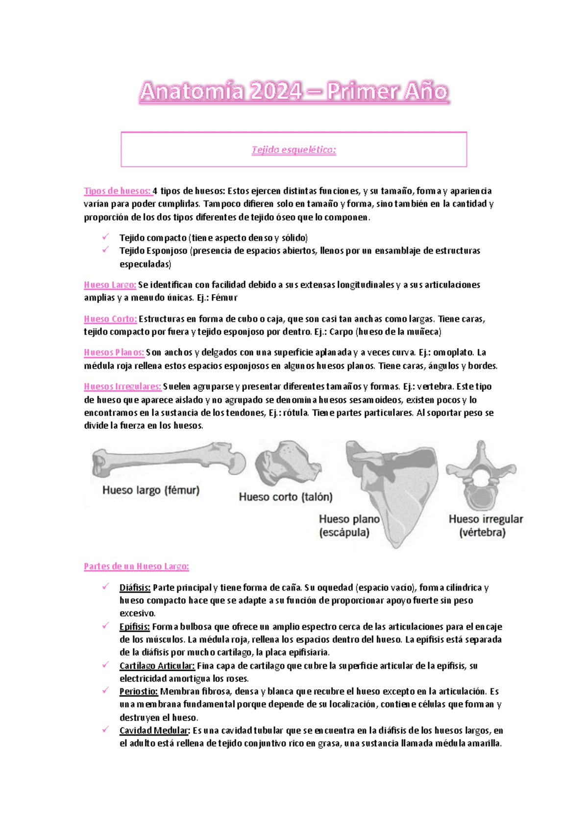 Anatomía Normal: Huesos del Cráneo y Viscerocráneo - Neuroanatomía 1 ...