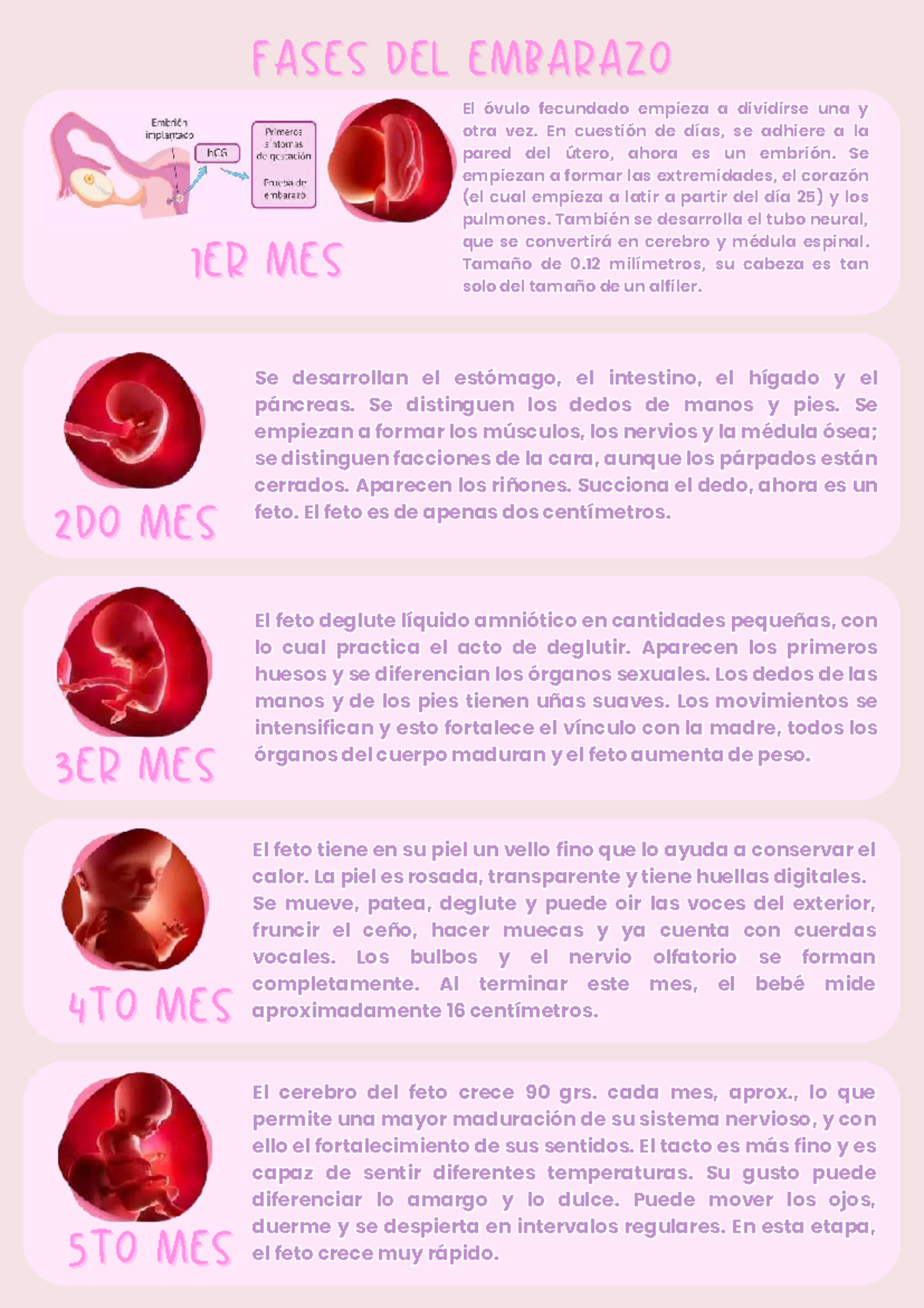 Fases del Embarazo: Desarrollo del Feto en los Primeros 4 Meses - Studocu