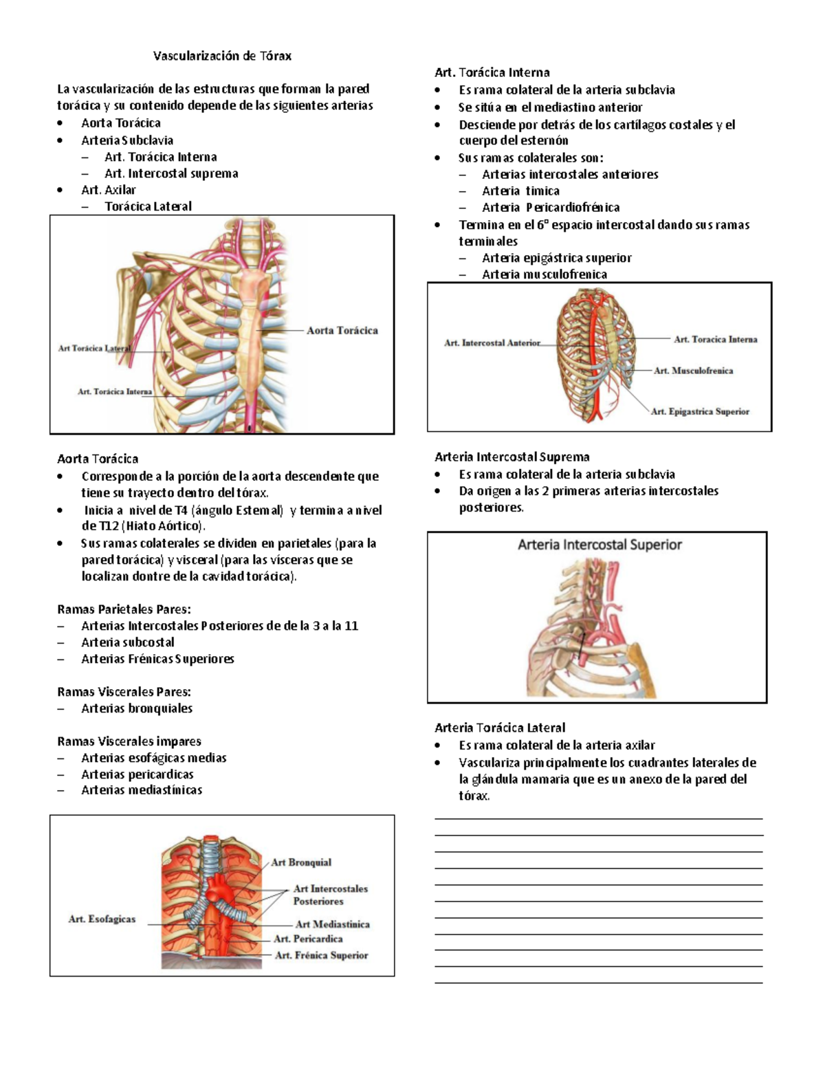 Anatomía De La Arteria Mamaria Interna Cirugía Coronaria Con Doble