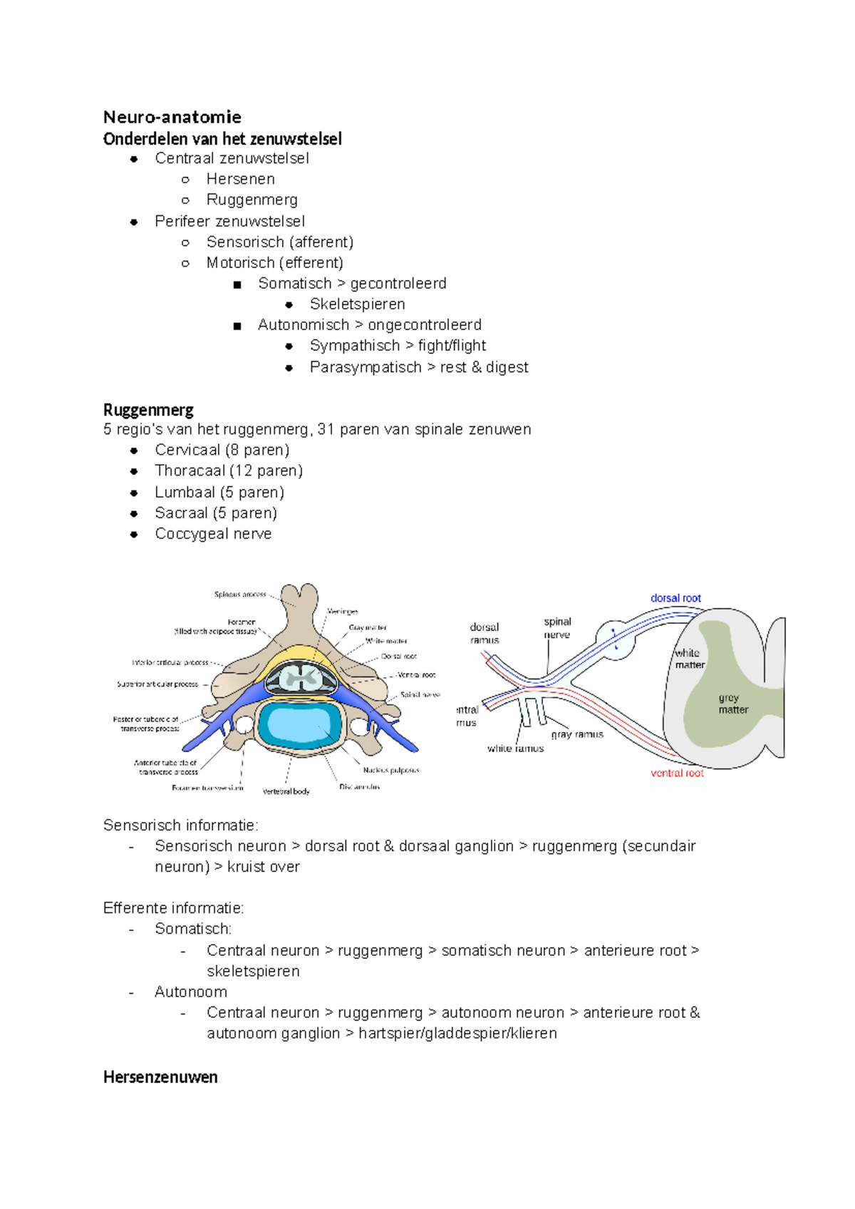 Neuro-anatomie: Zenuwstelsel, Ruggenmerg en Hersenzenuwen Overzicht ...
