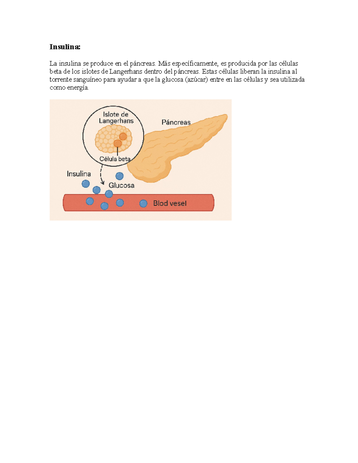 Insulina - Biologia Celular - Insulina: La insulina se produce en el ...
