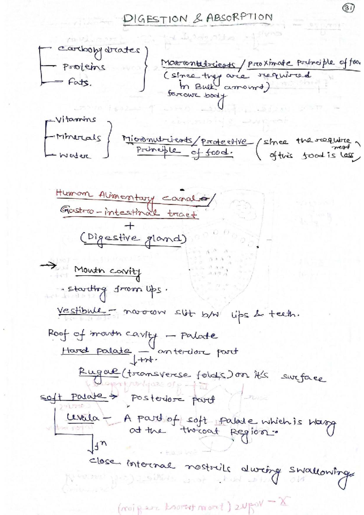 Digestion & Absorption: Understanding Nutrient Breakdown and GIT Functions - Studocu