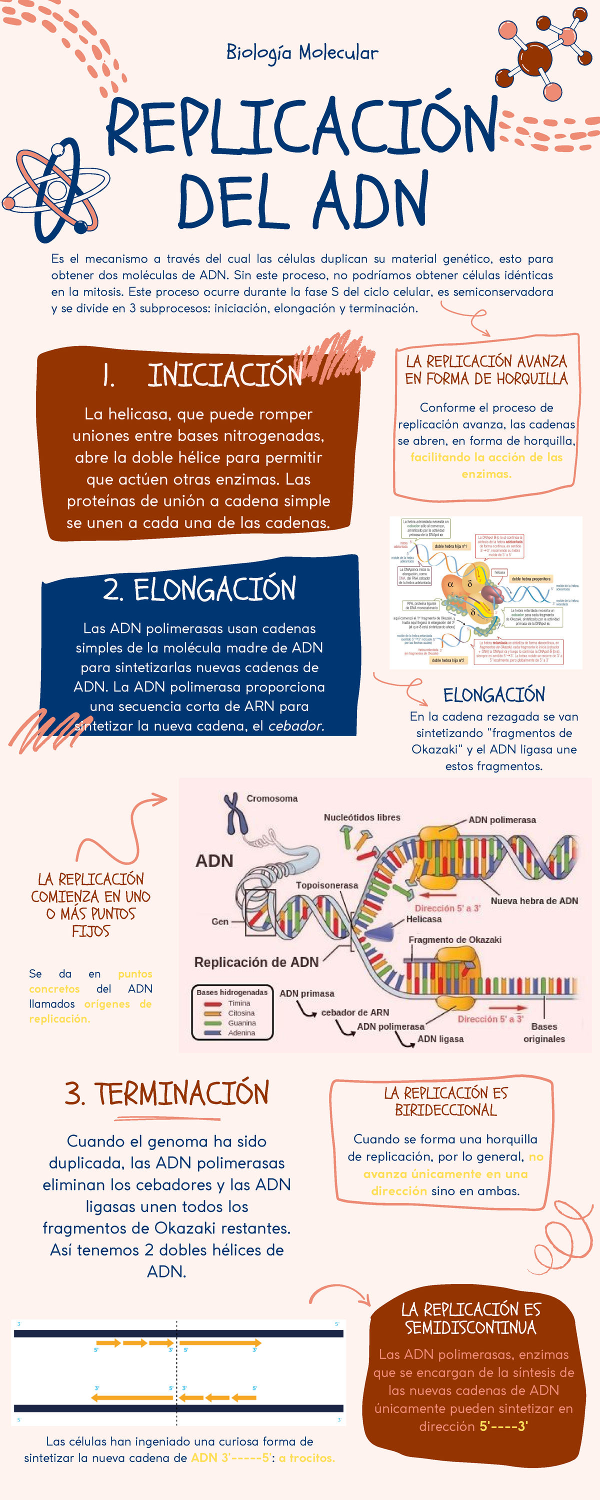 Infografía Replicación DEL ADN Vanessa Zúñiga Aguilar 5BB - REPLICACIÓN DEL ADN Es el mecanismo ...