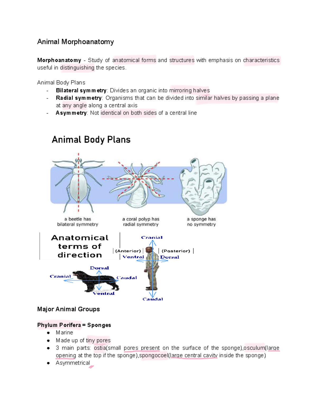 The Animal group and The Organ Systems - Animal Morphoanatomy ...