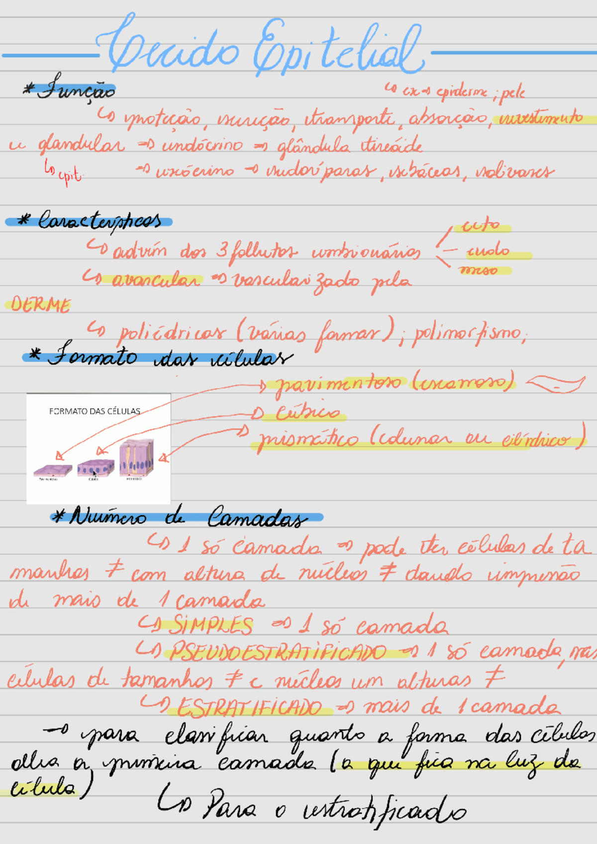 Tecido epitelial Aula II 241127 192848 - Guids Epi telial funcao is ex ...