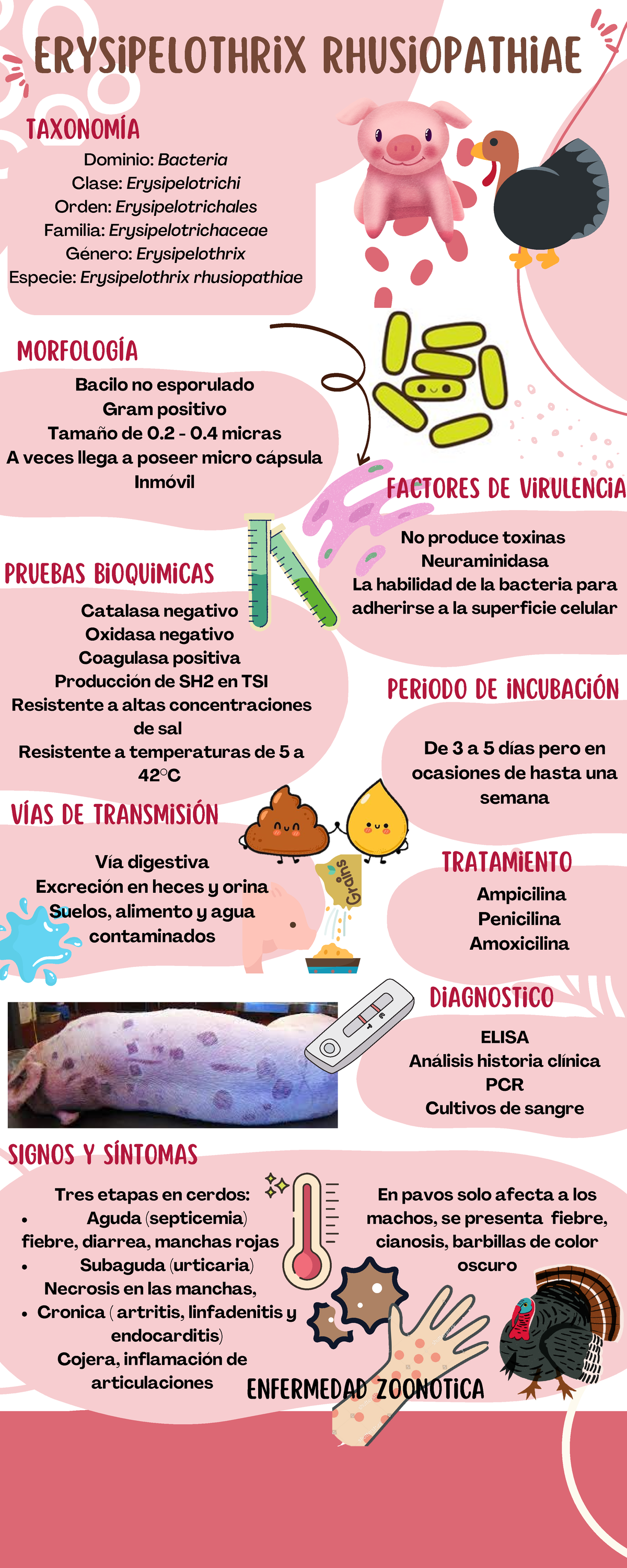 Erisipela infografia - Erysipelothrix rhusiopathiae ELISA Análisis ...