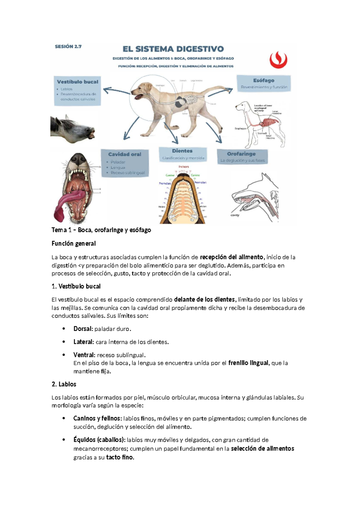 E Y F 1 - Apuntes sobre Boca, Faringe y Esófago: Estructura y Función ...