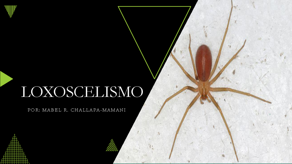 Loxoscelismo: Material Didáctico y Exposiciones sobre el Veneno - Studocu