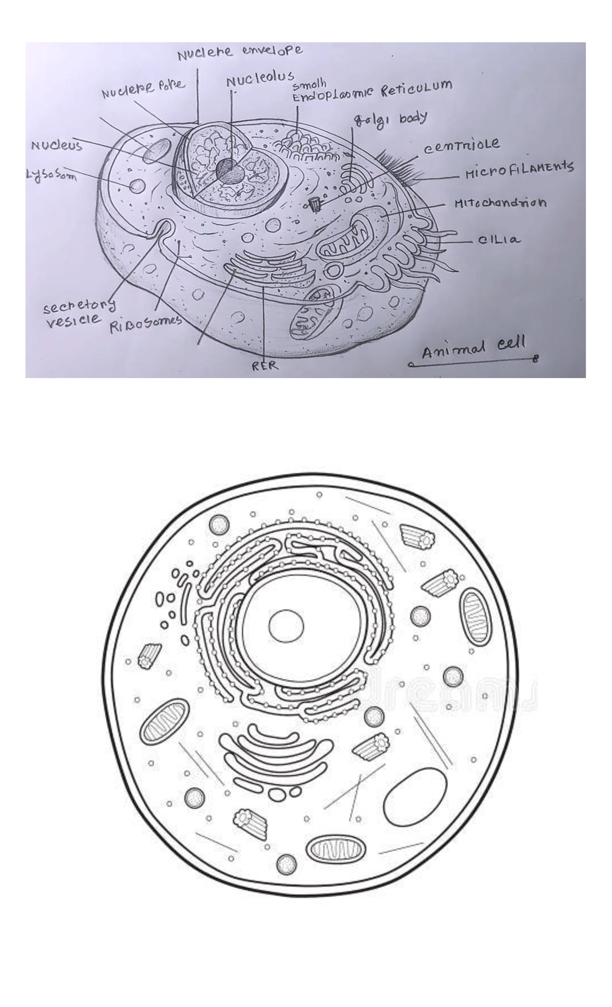 Drawing of cell - Example of cell - Anatomy and Physiology - Nucleolus ...