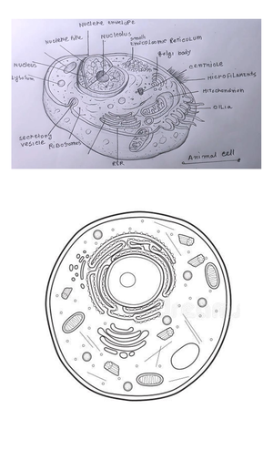 All methods skull - positioning - ALL METHODS SKULL PROJECTION PxP / PP ...