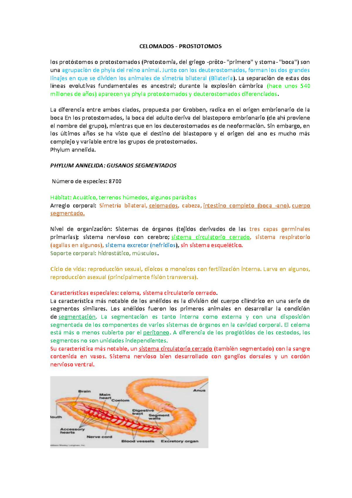 anelidos, clasificacion - CELOMADOS - PROSTOTOMOS los protóstomos o ...