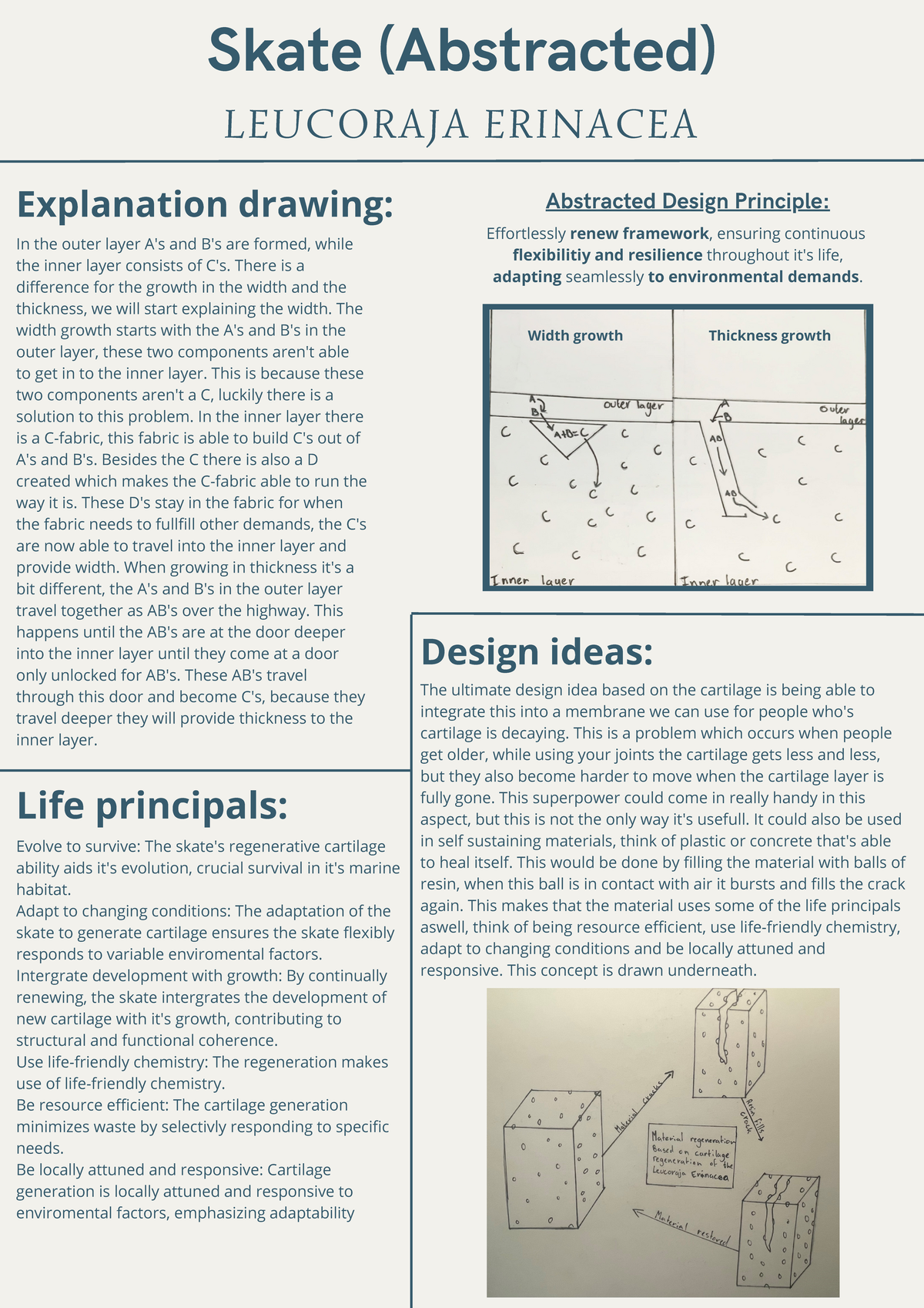 Skate Cartilage Regeneration: Design Principles and Applications ...