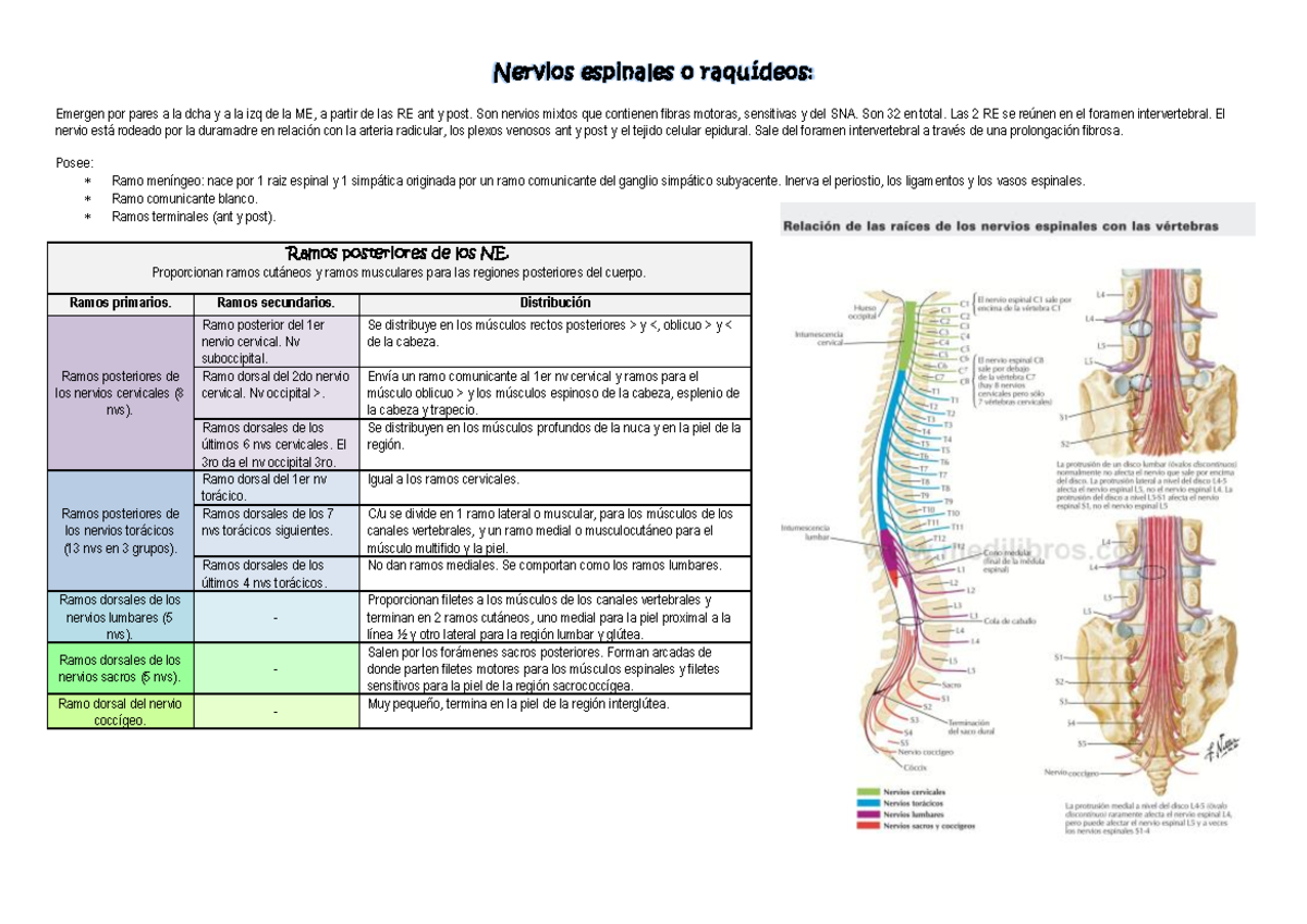 Anatomía 2. Nervios espinales cuadro resúmen - Nervios espinales o ...