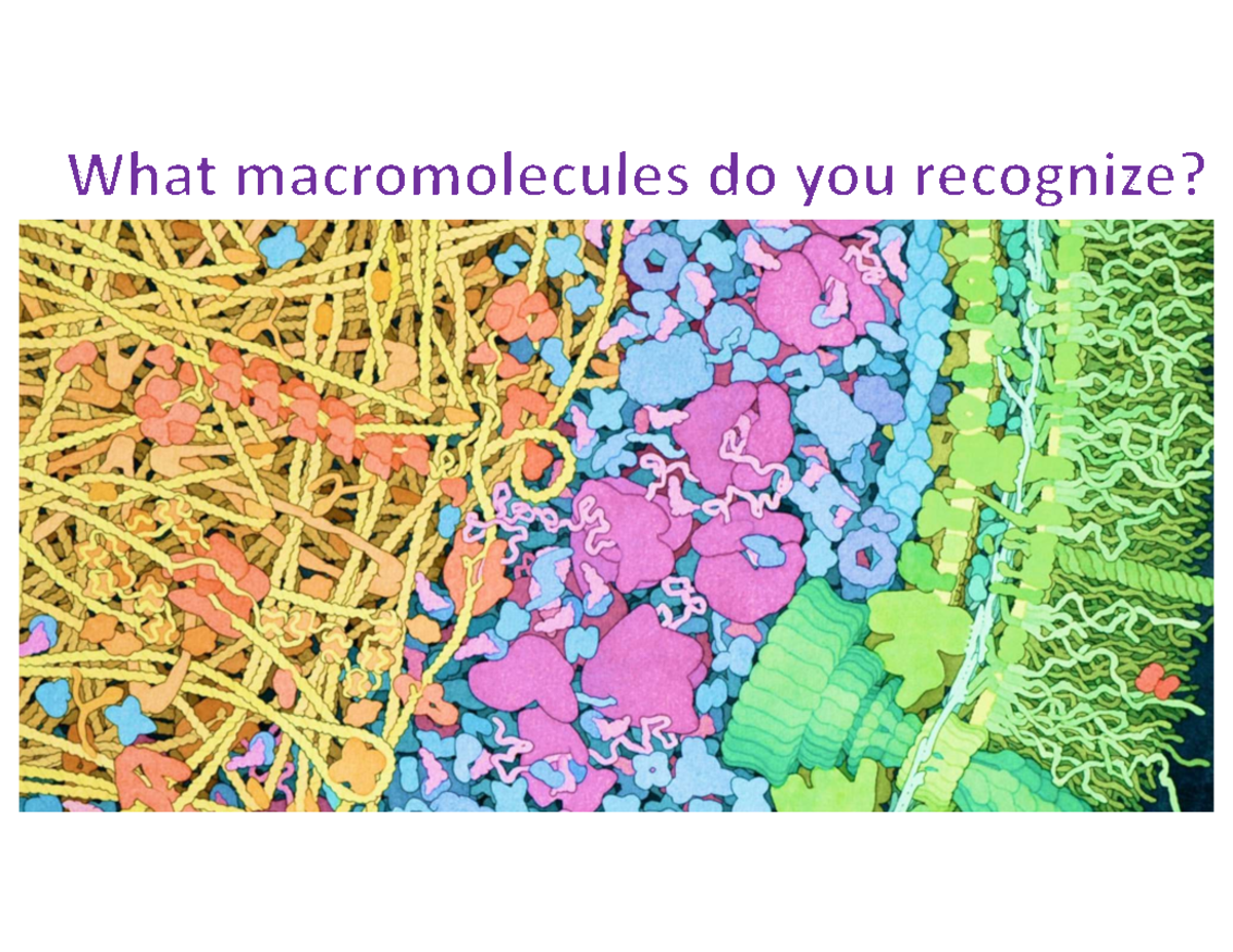 Transcription & Translation in Bacteria: Mechanisms Overview (Unit 1 ...