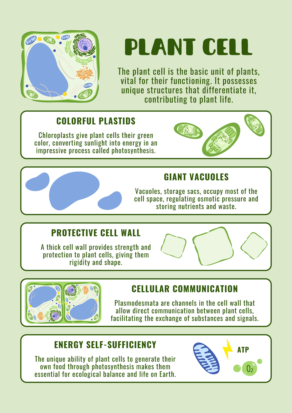 Plant Cells: Key Structures and Functions - Notes - Studocu