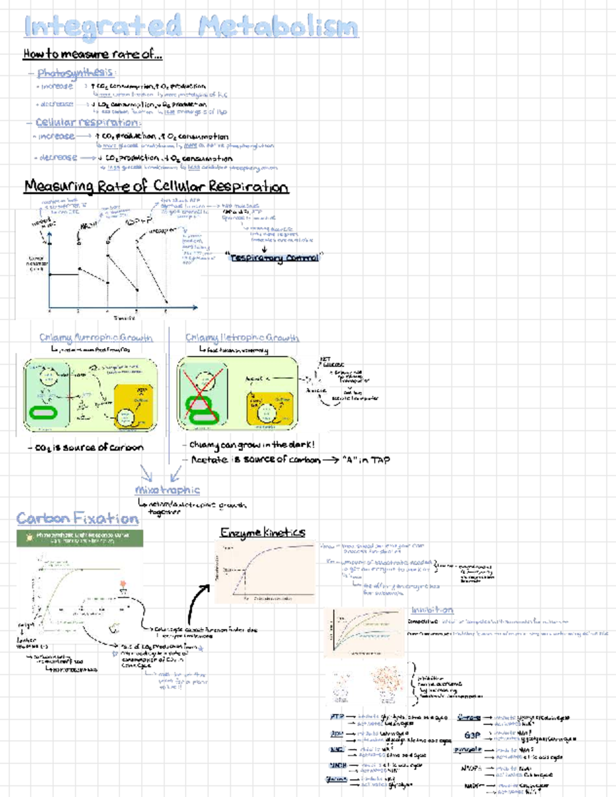Cycle 5: Integrated Metabolism and Photosynthesis Dynamics - Studocu