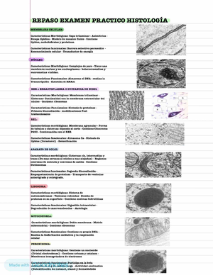 Tejido muscular - Tejido conectivo denso irregular Núcleos Endomisio ...