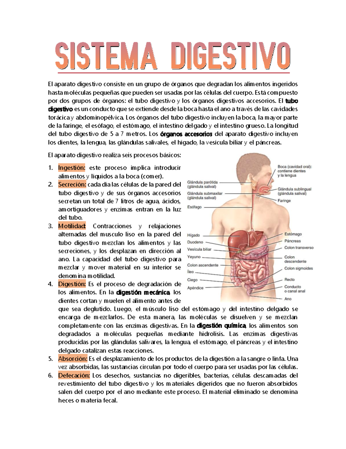 Sistema digestivo - Warning: TT: undefined function: 32 El aparato digestivo consiste en un ...