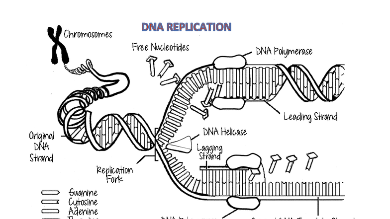 6.2 DNA Replication Color Code Guide - Studocu