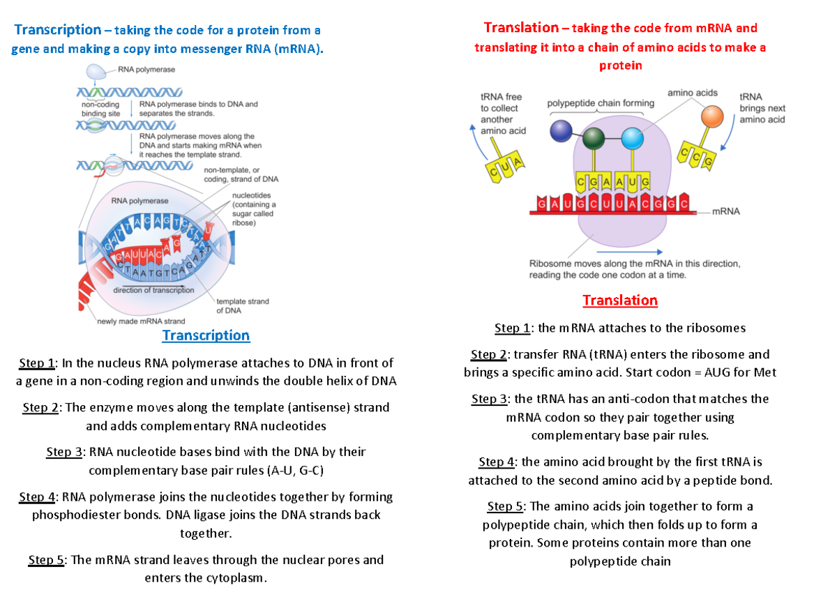 6 - Protein Synthesis: Transcription and Translation Steps Explained ...