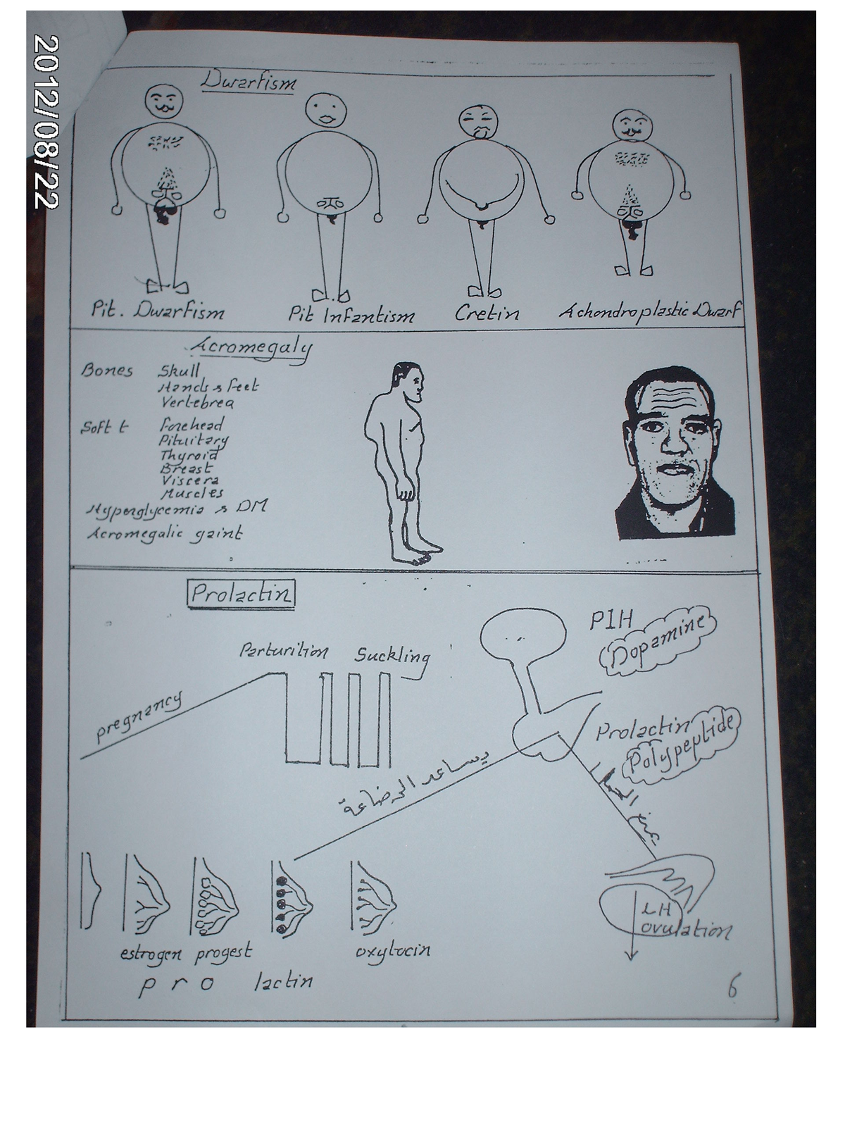 Endocrine System Overview: Dwarfism, Hormones & Calcium Regulation ...