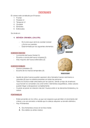 Cráneo - Cráneo: Huesos. Endobase, exobase. Regiones topográficas ...