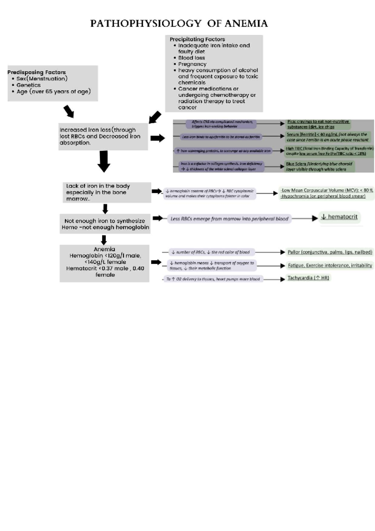 Pathophysiology of Anemia: Key Concepts and Mechanisms - Studocu