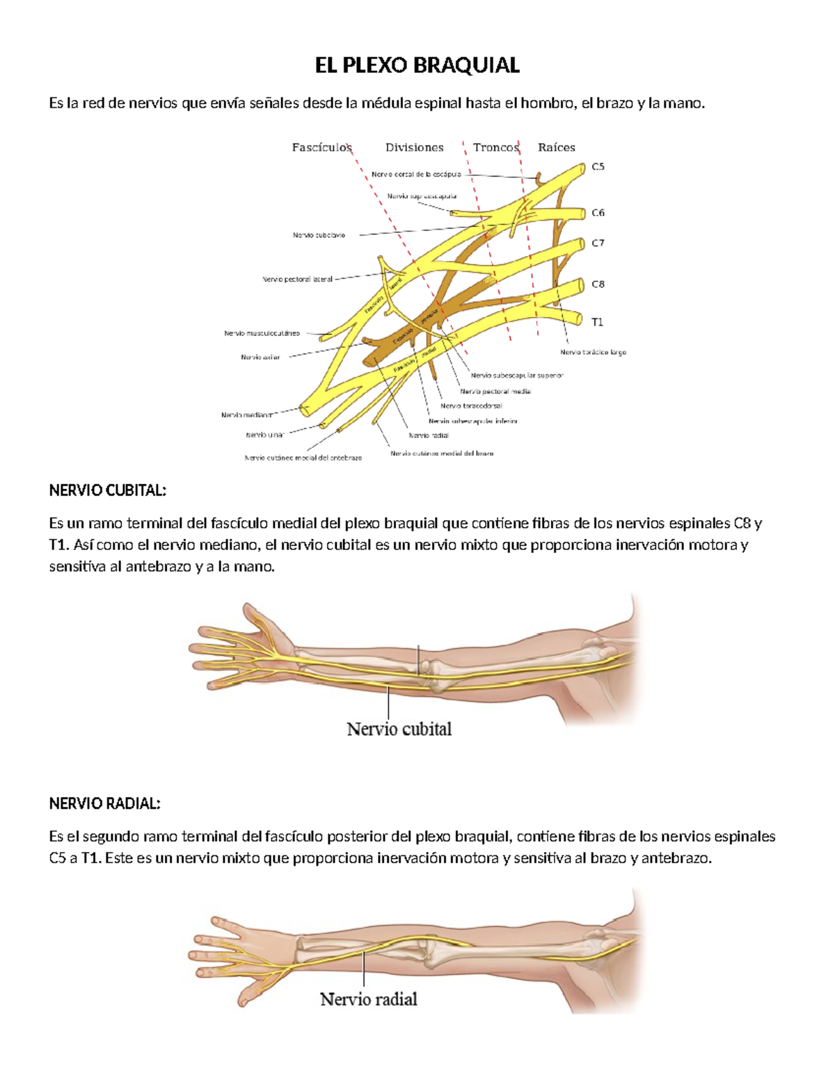 EL PLEXO BRAQUIAL: Nervios Cubital y Radial - RER - Studocu