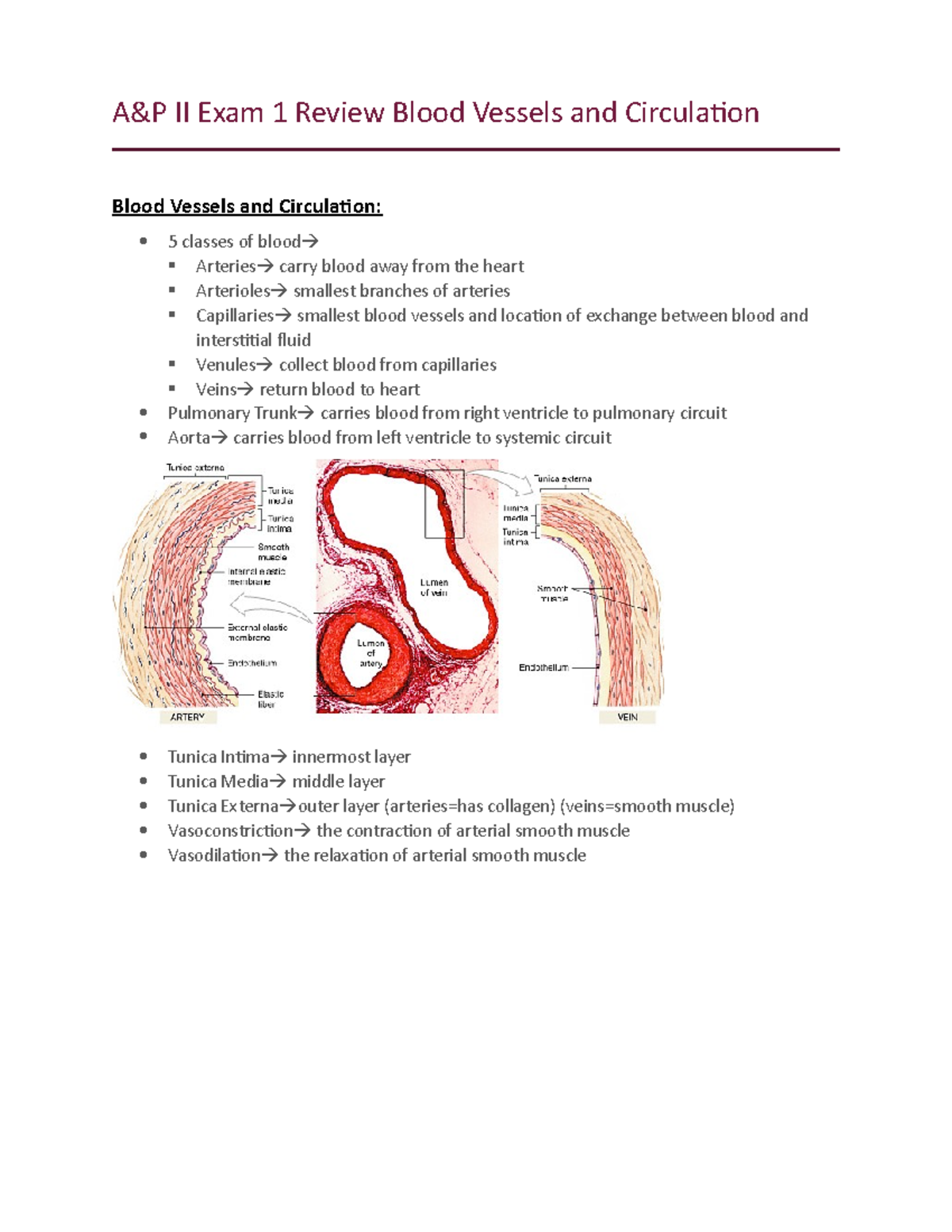 A&P II Exam 1 Review: Blood Vessels & Circulation Essentials - Studocu