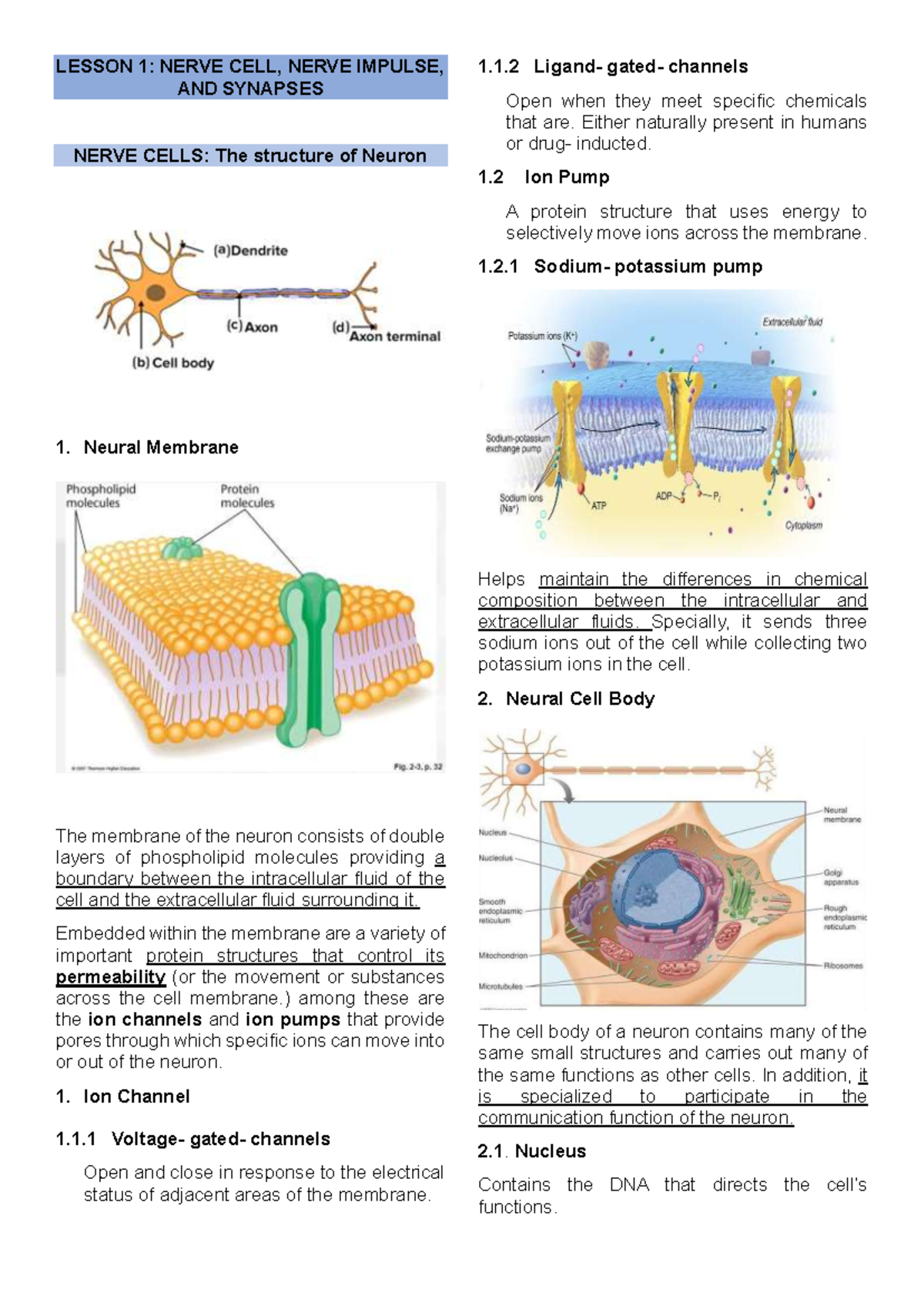 Biological Psychology PSY 5 - Lesson 1-10: Nerve Cells & Synapses ...