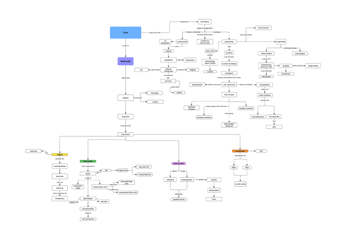 Bio 189 Module 2: Cell Theory, Organelles, and Cell Junctions Explained ...