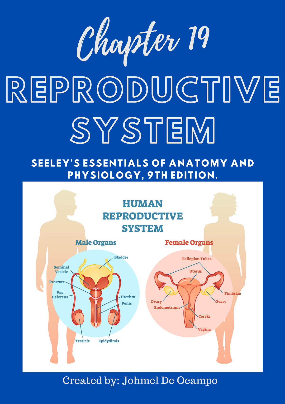 Anatomy Physiology (Chapter 19: Reproductive System Overview) - Studocu