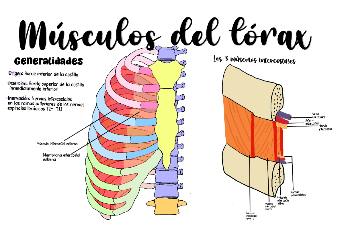Músculo intercostal del tórax - Músculos del lorax Generalidades Los 3 ...