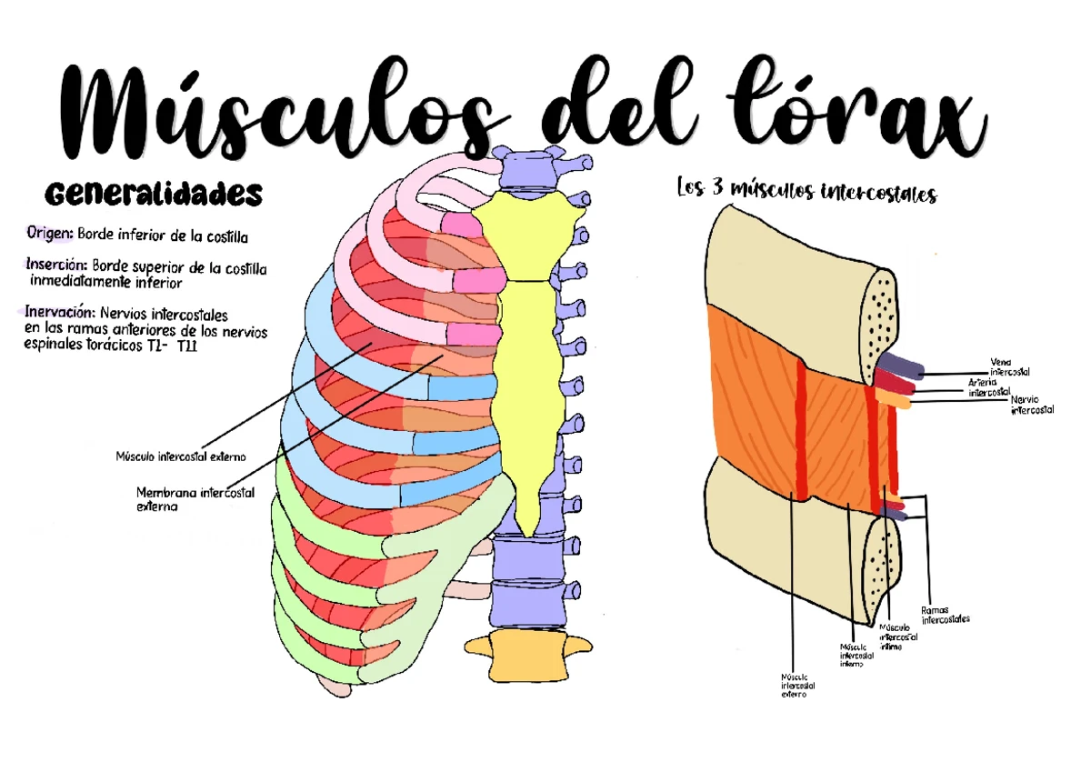 Músculos del Muslo: Detalles y Funciones Anatomicas (ANATOMÍA 101 ...