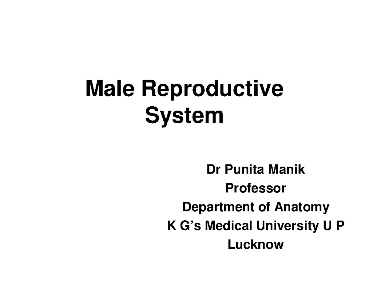 Male Reproductive System Overview - Anatomy Course (ANAT 101) - Studocu