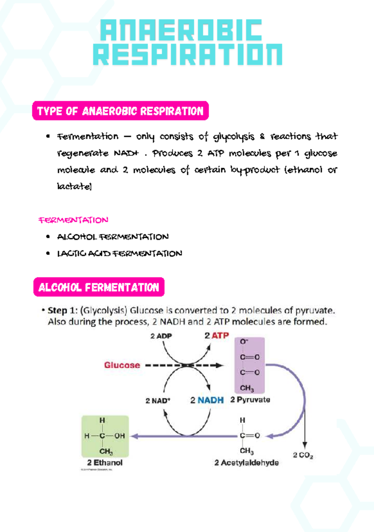 Anaerobic Respiration - Fermentation – only consists of glycolysis ...