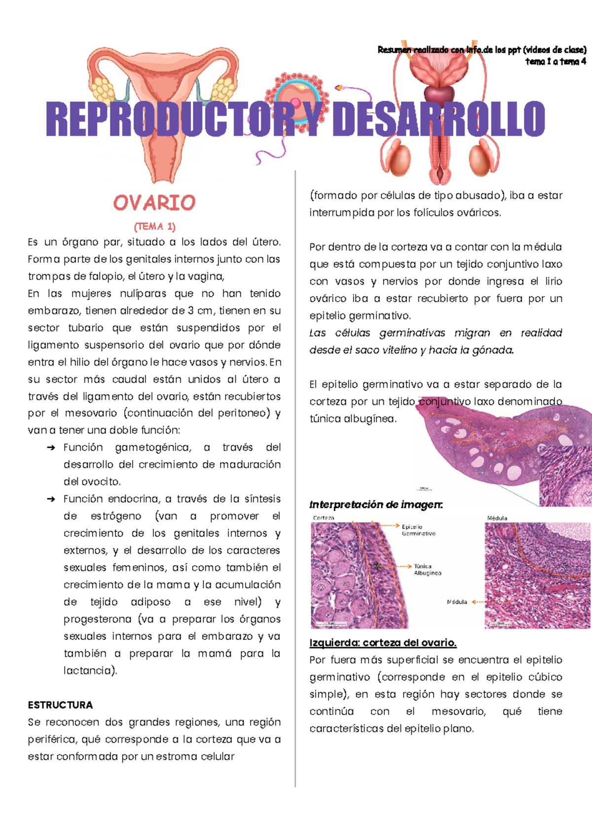 Reproductor Y Desarrollo - REPRODUCTOR Y DESARROLLO OVARIO (TEMA 1) Es ...