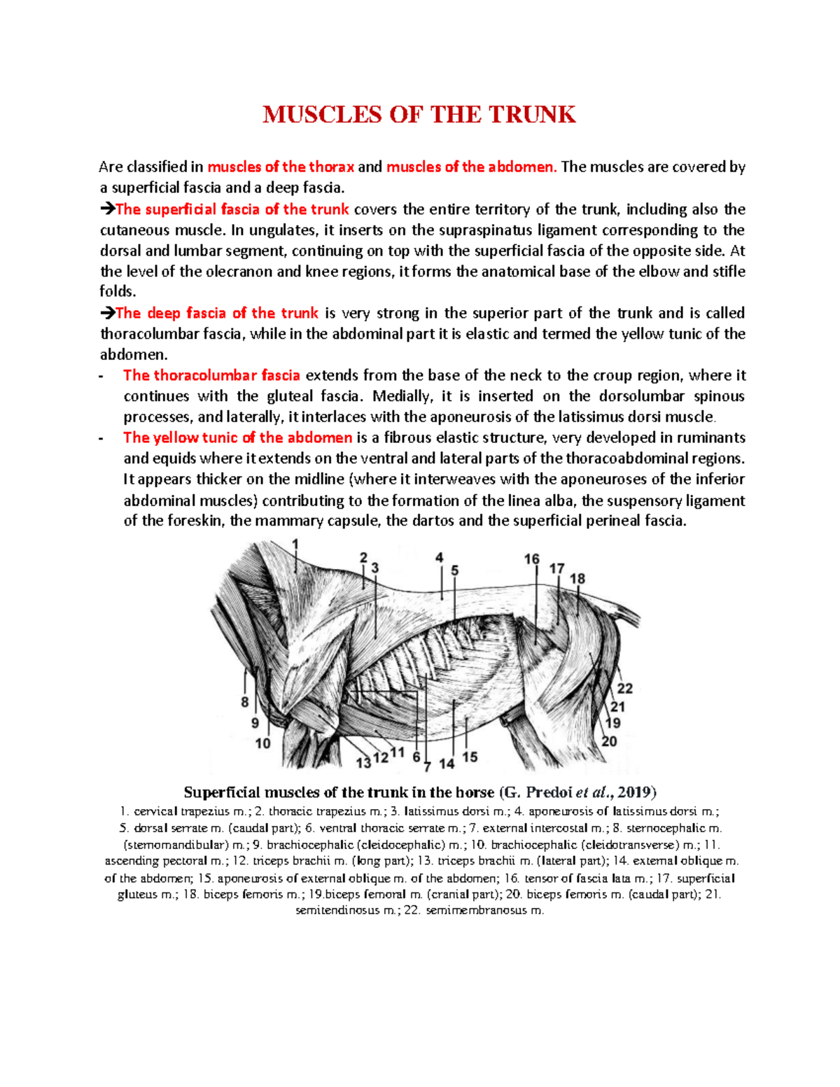 Course 7: Muscles of the Trunk - Anatomy and Function Overview - Studocu