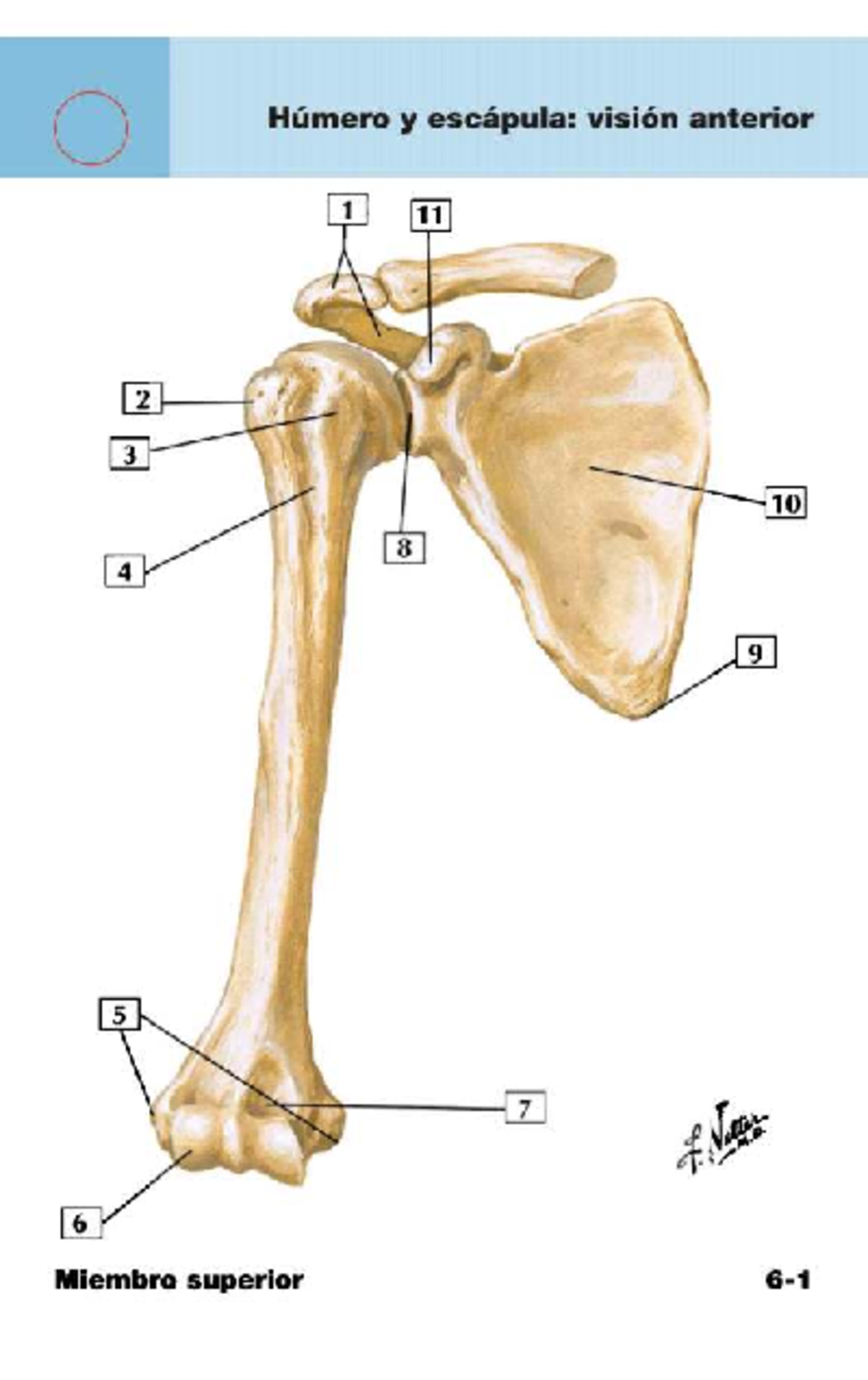 Flashcards de Anatomía del Miembro Superior: Húmero y Escápula - Studocu