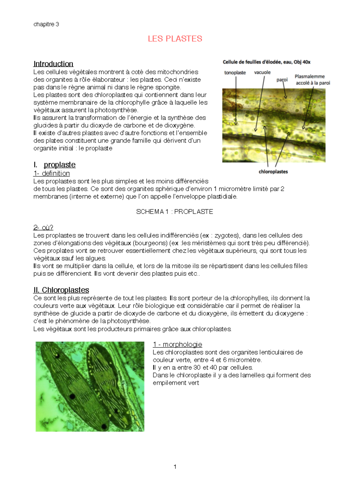 Chapitre 3 - les plastes - LES PLASTES Introduction Les cellules ...