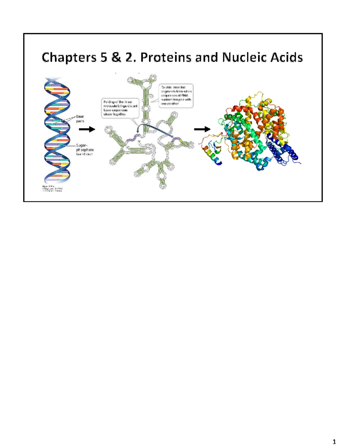 Chapter 2 & 5 Notes: Proteins and Nucleic Acids Functions - Studocu