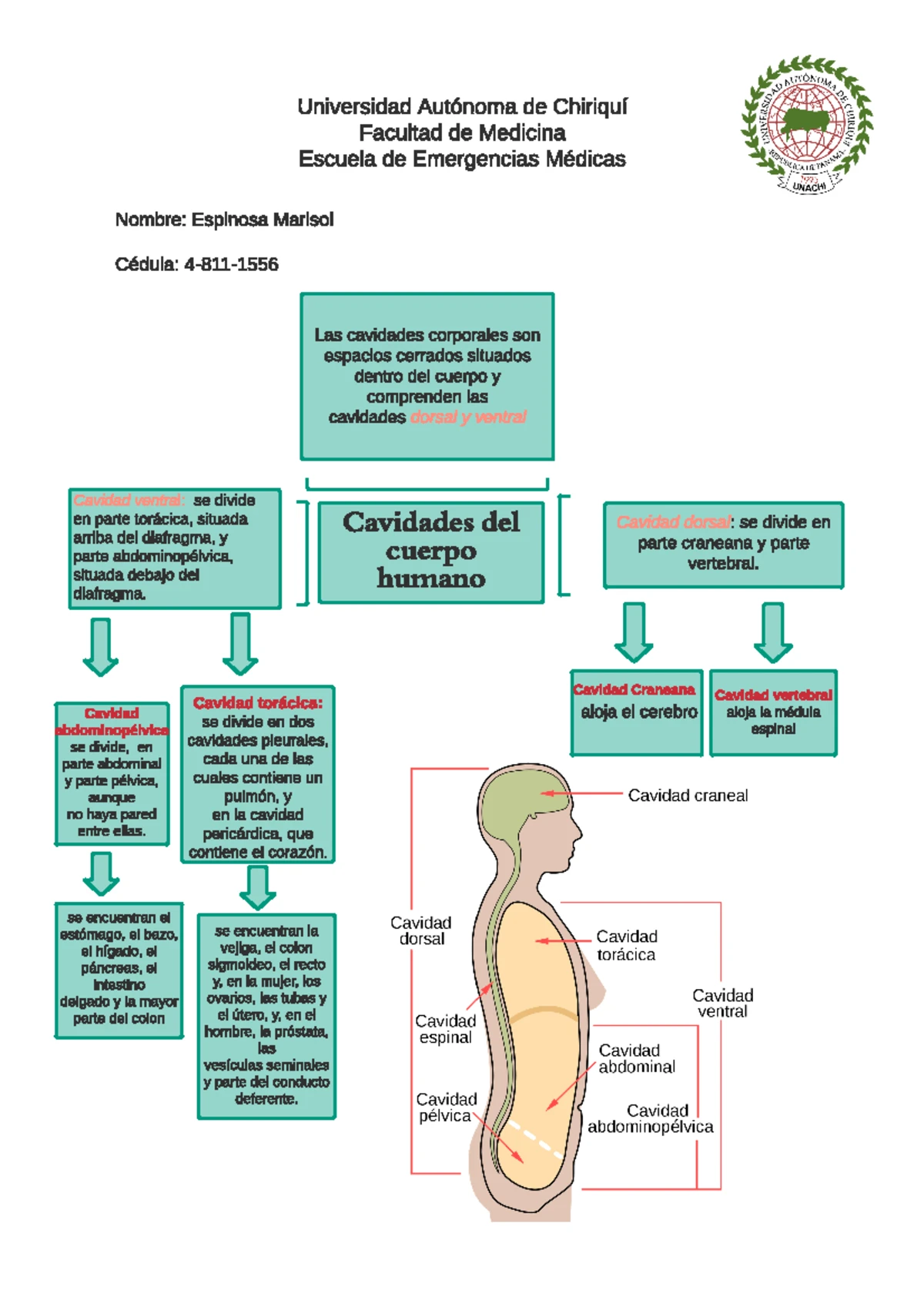 Cavidades Del Cuerpo Humano Cuerpo Humano Wikipedia, La Enciclopedia
